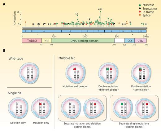 TP53 Disruption in Chronic Lymphocytic Leukemia Under Ibrutinib: More ...