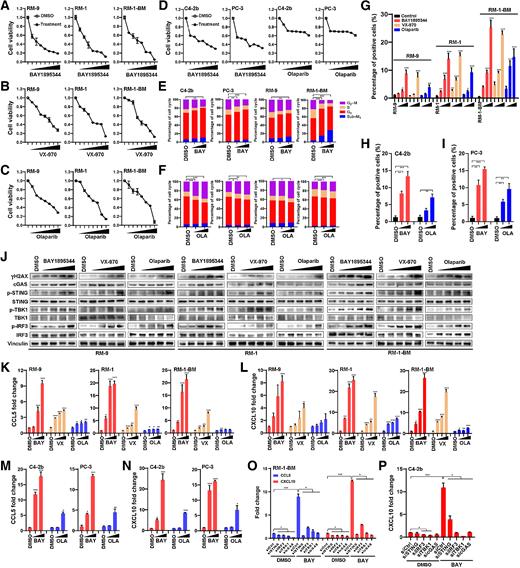ATR Inhibition Induces CDK1–SPOP Signaling and Enhances Anti–PD-L1 ...