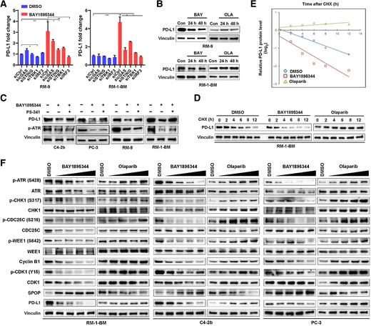 ATR Inhibition Induces CDK1–SPOP Signaling and Enhances Anti–PD-L1 ...