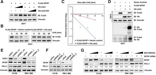 ATR Inhibition Induces CDK1–SPOP Signaling and Enhances Anti–PD-L1 ...