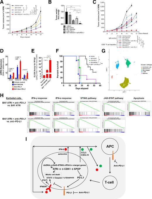 ATR Inhibition Induces CDK1–SPOP Signaling and Enhances Anti–PD-L1 ...