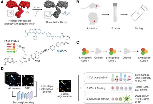 Rapid Serial Immunoprofiling of the Tumor Immune Microenvironment by ...