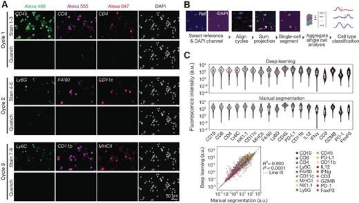 Rapid Serial Immunoprofiling of the Tumor Immune Microenvironment by ...