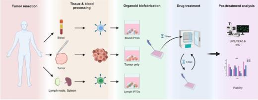 Organoid Platform in Preclinical Investigation of Personalized ...