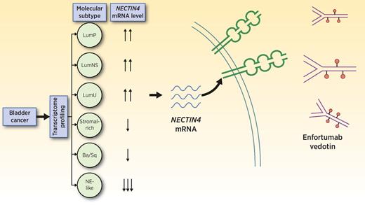 NECTIN4 Heterogeneity and Molecular Diversity in Bladder Cancers ...