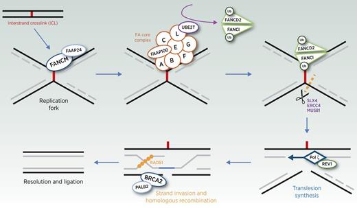 Treatment of Fanconi Anemia–Associated Head and Neck Cancer ...