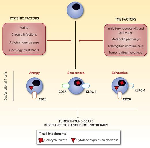 Senescent T Cells as a Resistance Mechanism to Lung Cancer Immunotherapy | Clinical Cancer ...
