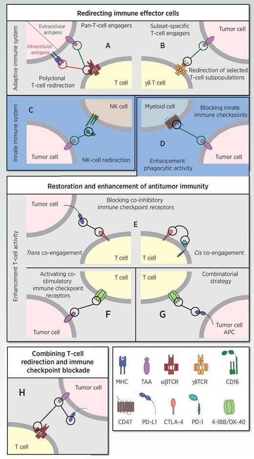 Bispecific Immunomodulatory Antibodies for Cancer Immunotherapy ...