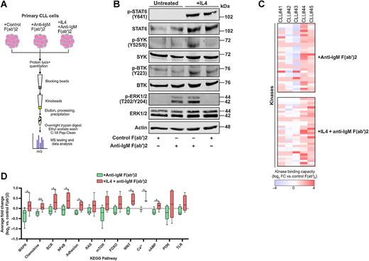 Kinobead Profiling Reveals Reprogramming of BCR Signaling in Response ...