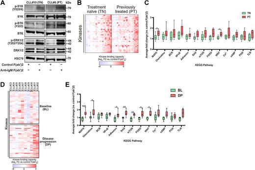 Kinobead Profiling Reveals Reprogramming of BCR Signaling in Response ...