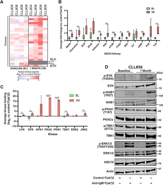Kinobead Profiling Reveals Reprogramming of BCR Signaling in Response ...