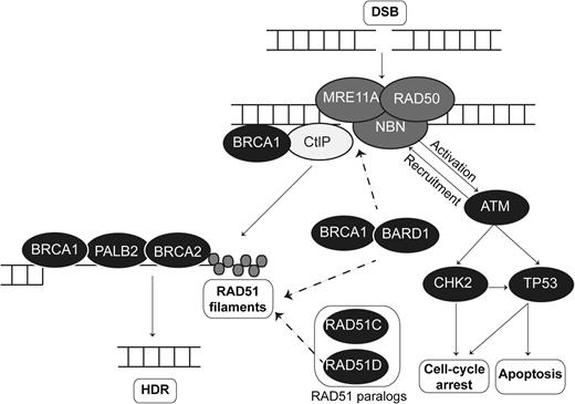 MRN Complex and Cancer Risk: Old Bottles, New Wine | Clinical Cancer ...