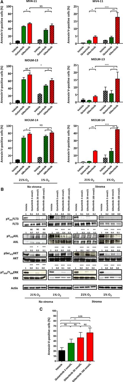 Dual Inhibition of FLT3 and AXL by Gilteritinib Overcomes Hematopoietic ...