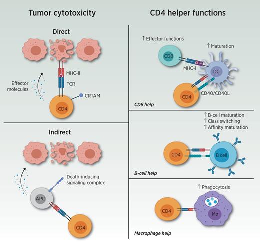 CD4 T-Cell Exhaustion: Does It Exist and What Are Its Roles in Cancer ...