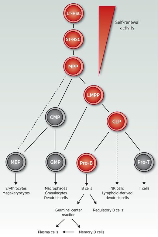 Role of B Cells in Responses to Checkpoint Blockade Immunotherapy and ...
