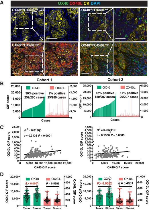 Spatial Mapping and Immunomodulatory Role of the OX40/OX40L Pathway in ...