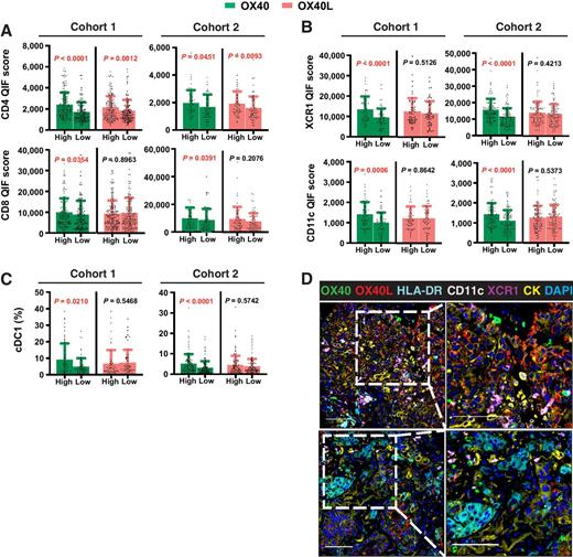 Spatial Mapping and Immunomodulatory Role of the OX40/OX40L Pathway in ...