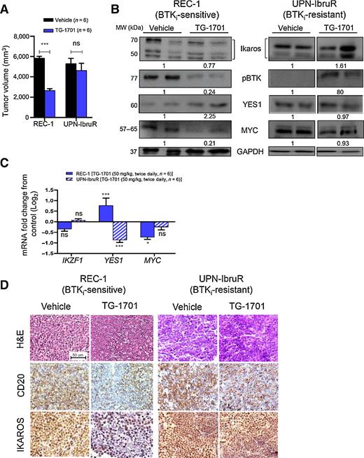 Antitumor Activity of the Novel BTK Inhibitor TG-1701 Is Associated ...