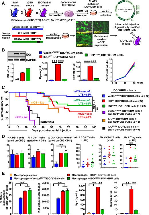 Tumor Cell IDO Enhances Immune Suppression and Decreases Survival ...