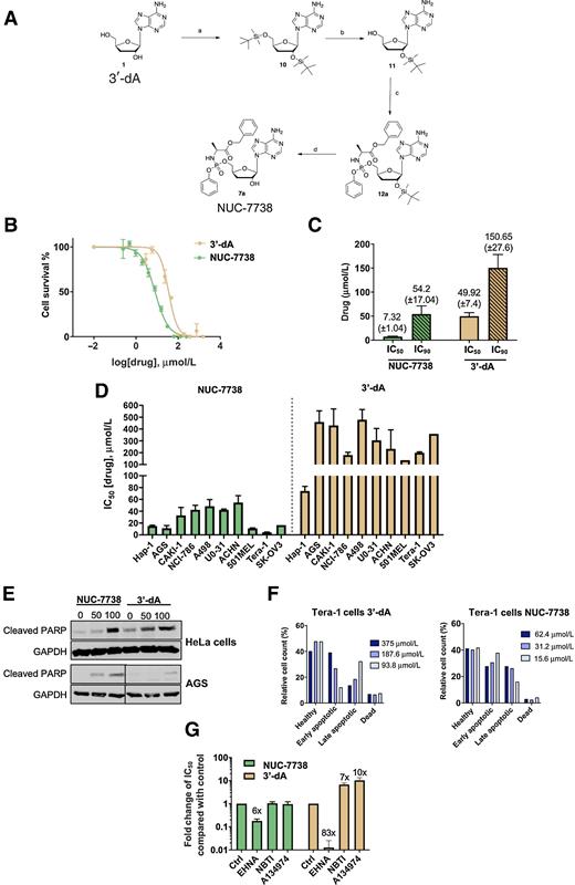 The Novel Nucleoside Analogue ProTide NUC-7738 Overcomes Cancer ...