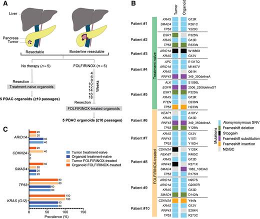 Organoids Derived from Neoadjuvant FOLFIRINOX Patients Recapitulate ...