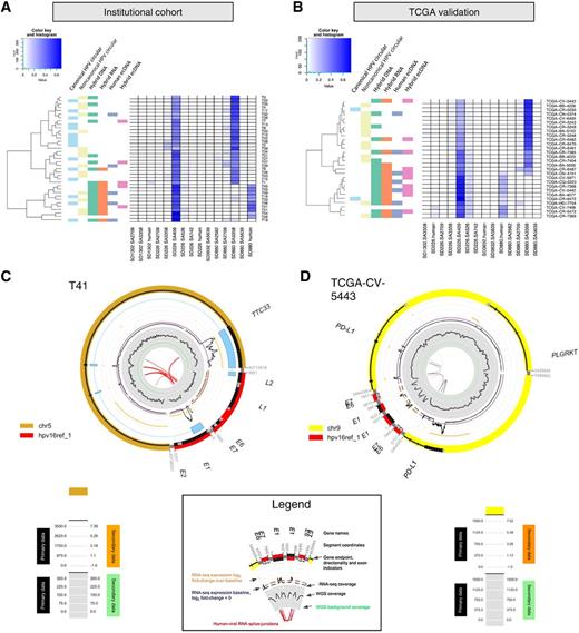 Extrachromosomal DNA in HPV-Mediated Oropharyngeal Cancer Drives ...