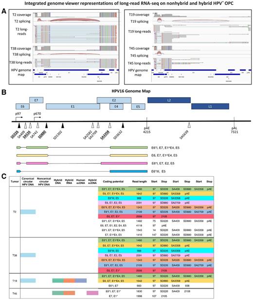 Extrachromosomal DNA in HPV-Mediated Oropharyngeal Cancer Drives Diverse Oncogene Transcription ...