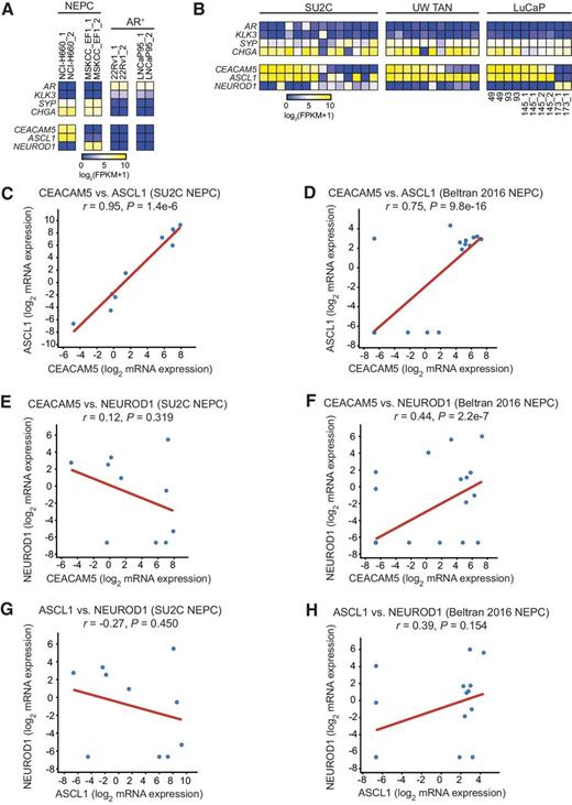 Regulation of CEACAM5 and Therapeutic Efficacy of an Anti-CEACAM5–SN38 Antibody–drug Conjugate ...