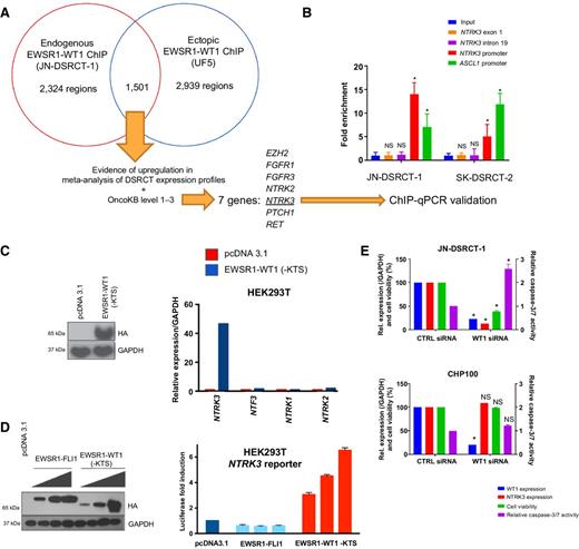 Therapeutic Potential of NTRK3 Inhibition in Desmoplastic Small Round ...
