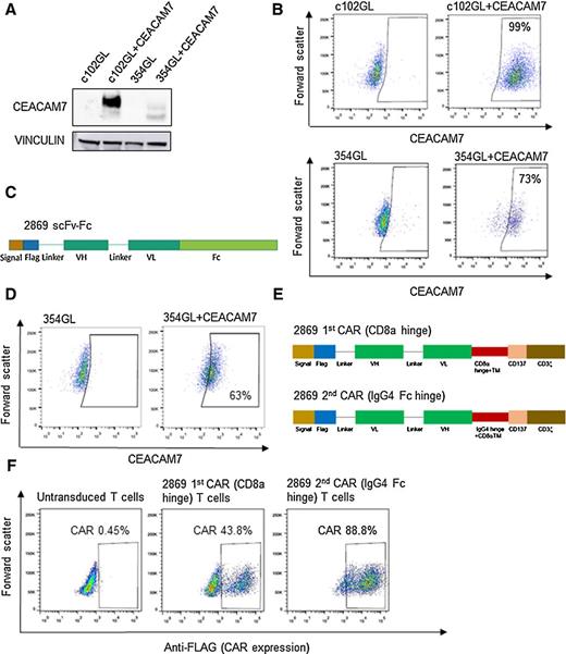 CEACAM7 Is an Effective Target for CAR T-cell Therapy of Pancreatic ...