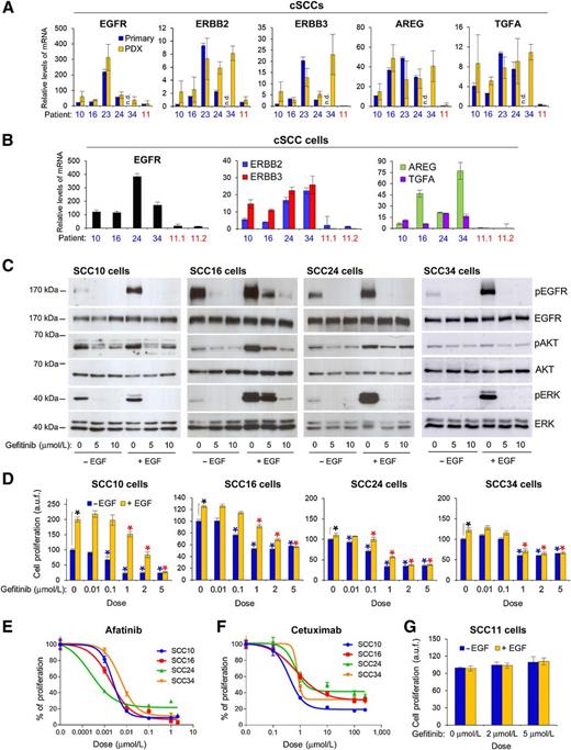 FGFR Inhibition Overcomes Resistance to EGFR-targeted Therapy in ...