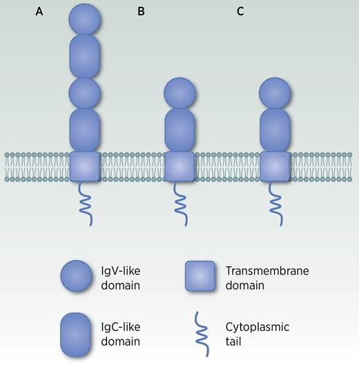 B7-H3: An Attractive Target for Antibody-based Immunotherapy | Clinical ...