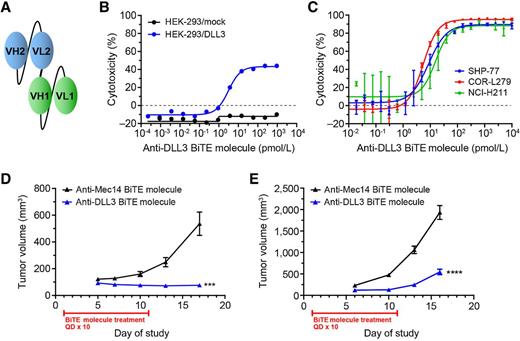 AMG 757, a Half-Life Extended, DLL3-Targeted Bispecific T-Cell Engager ...