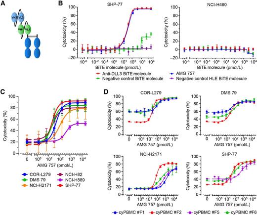 AMG 757, a Half-Life Extended, DLL3-Targeted Bispecific T-Cell Engager ...