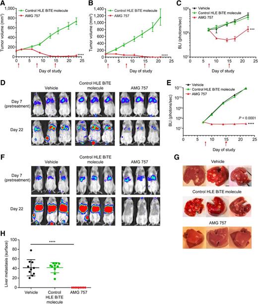 AMG 757, a Half-Life Extended, DLL3-Targeted Bispecific T-Cell Engager ...