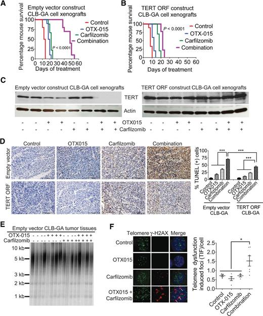 Targeted Therapy of TERT-Rearranged Neuroblastoma with BET Bromodomain ...