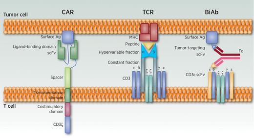 T-cell–engaging Therapy for Solid Tumors | Clinical Cancer Research ...