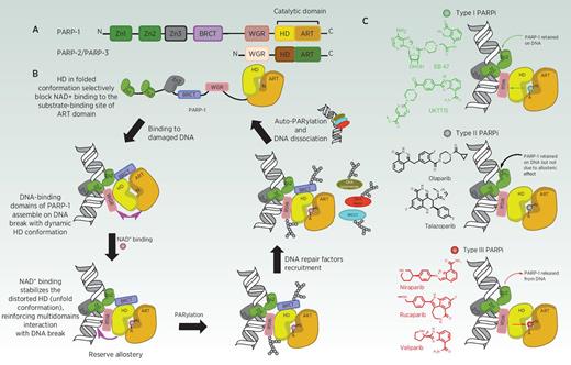 PARP Inhibitors in Cancer Diagnosis and Therapy | Clinical Cancer ...