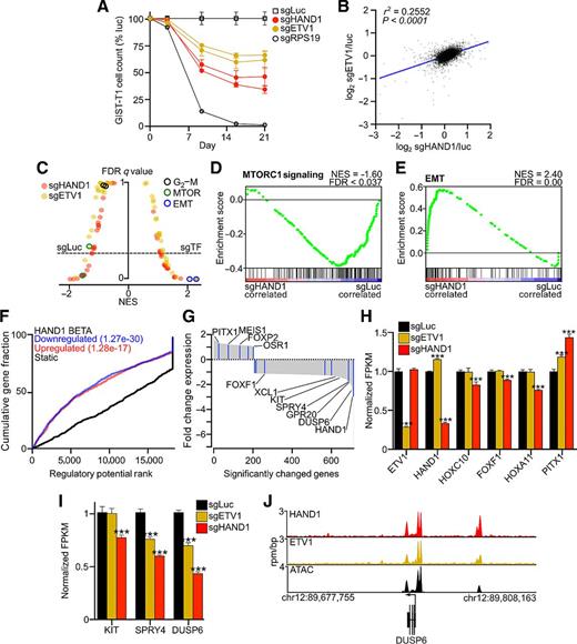 HAND1 and BARX1 Act as Transcriptional and Anatomic Determinants of ...