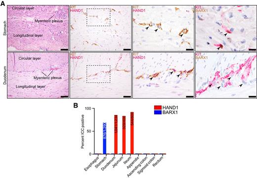 HAND1 and BARX1 Act as Transcriptional and Anatomic Determinants of ...