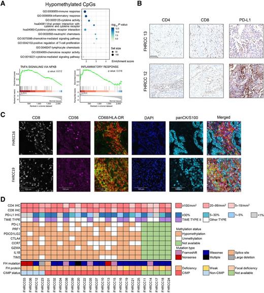 Integrated Molecular Characterization of Fumarate Hydratase–deficient ...