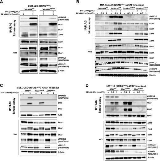 LXH254, a Potent and Selective ARAF-Sparing Inhibitor of BRAF and CRAF ...