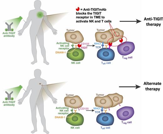 PET Imaging of TIGIT Expression on Tumor-Infiltrating Lymphocytes ...