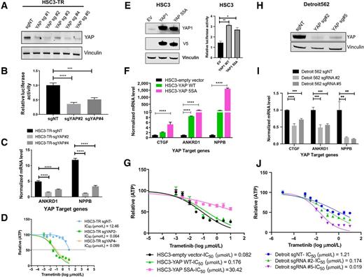 Yap1 Mediates Trametinib Resistance in Head and Neck Squamous Cell ...