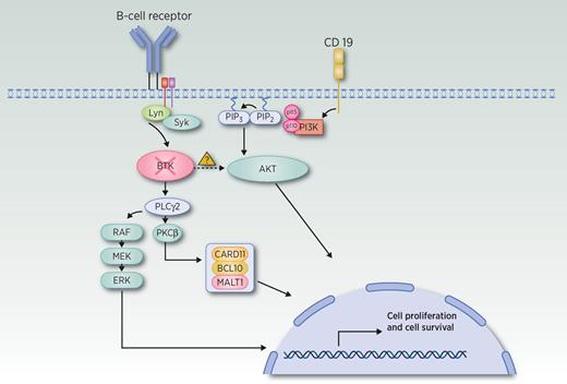 A Moving Target: Inactivating BTK Mutations as Drivers of Follicular ...