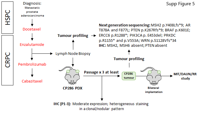 Prostate-Specific Membrane Antigen Expression and Response to DNA ...