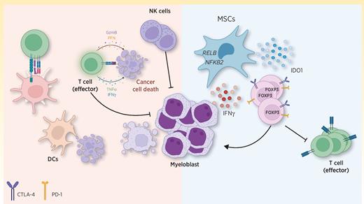 Hostile Takeover: Tregs Expand in IFNγ-Rich AML Microenvironment ...