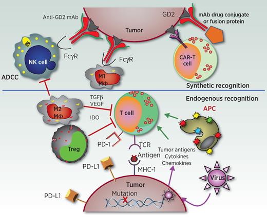 Immunotherapy of Neuroblastoma: Facts and Hopes | Clinical Cancer Research | American ...