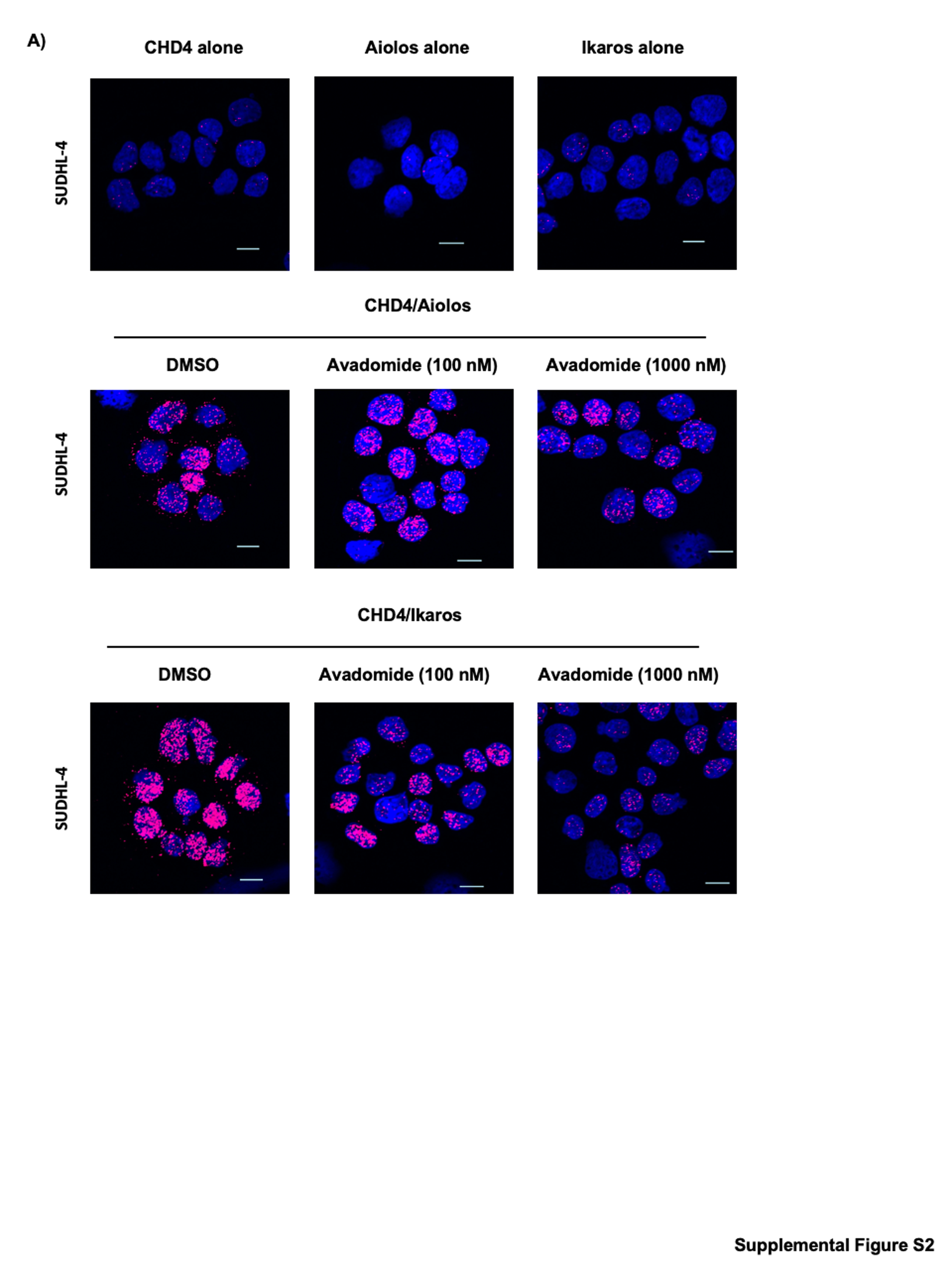 Interactome of Aiolos/Ikaros Reveals Combination Rationale of Cereblon ...