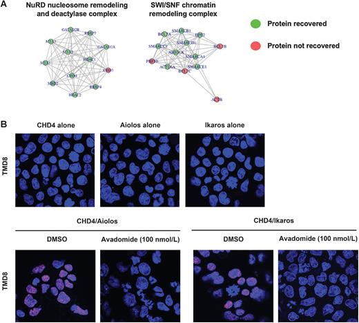 Interactome of Aiolos/Ikaros Reveals Combination Rationale of Cereblon ...